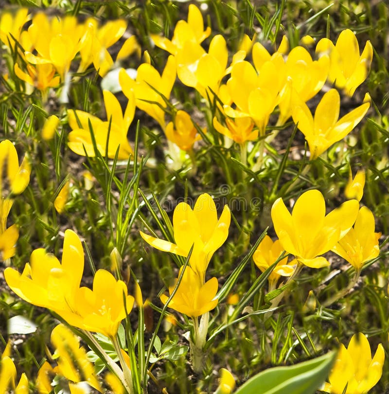 Yellow crocuses stock photo. Image of primrose, flora - 24538542