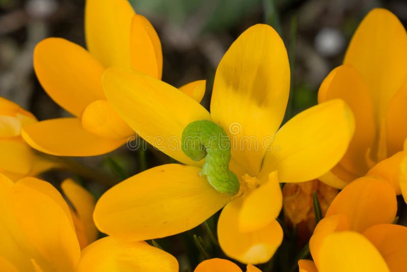 Yellow crocuses stock image. Image of crocus, blooming - 38178869