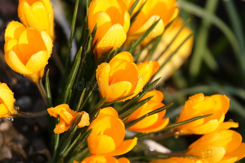 Yellow crocuses stock photo. Image of garden, spring, macro - 4893422