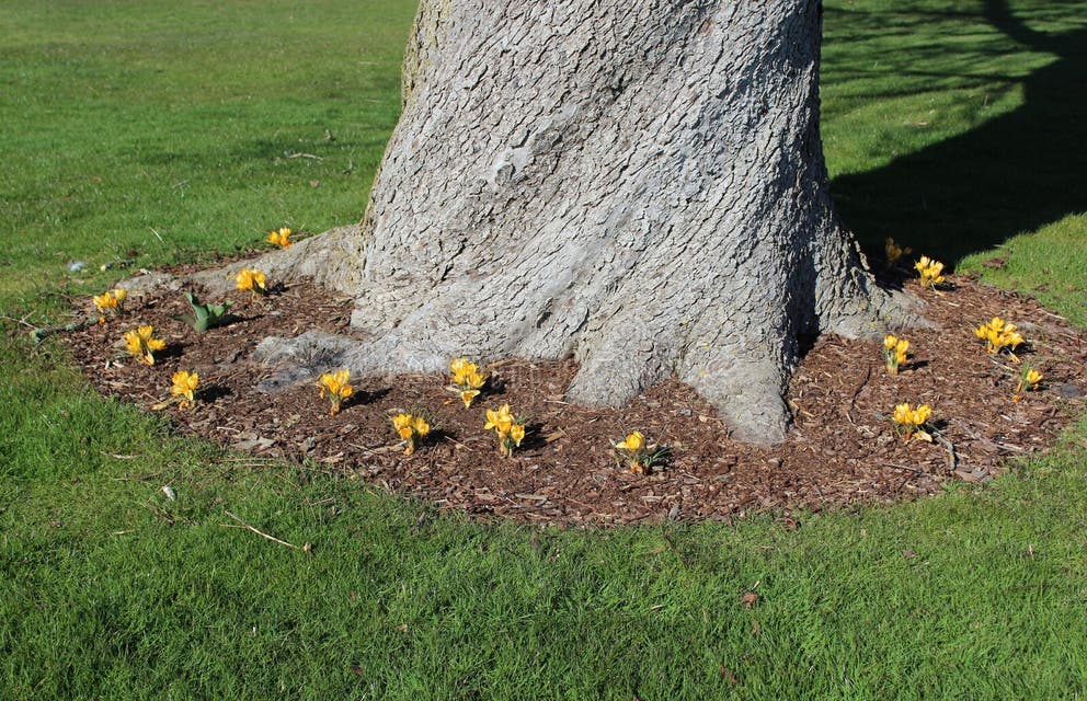 Yellow Crocuses Bloom Around a Big Tree Stock Photo - Image of ...