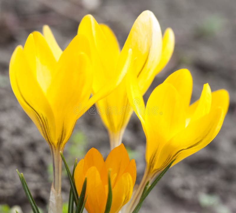 Yellow Crocuses Blooming in Early Spring Stock Image - Image of idyllic ...