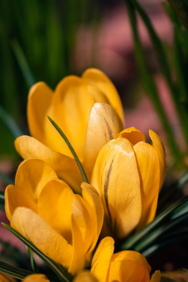 Yellow Crocuses Blooming in Spring Stock Image - Image of bunch, floral ...