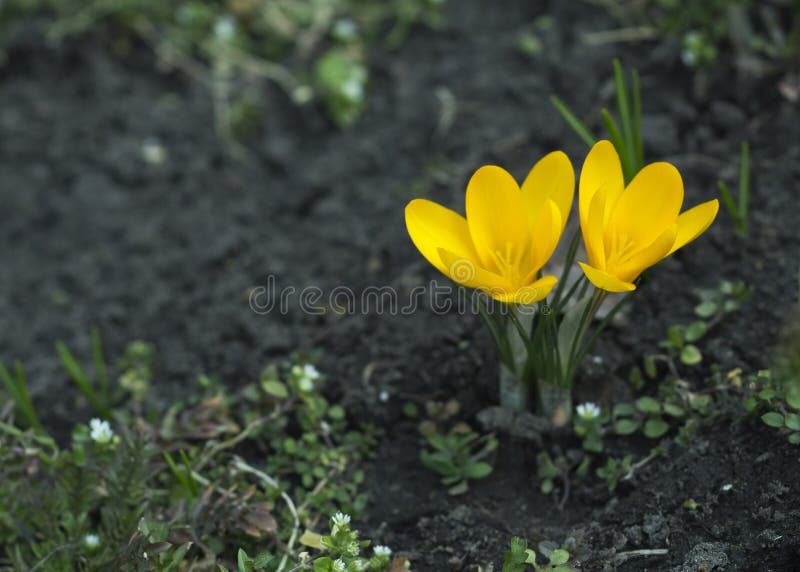 Yellow crocuses. Close-up stock photo. Image of garden - 272781616