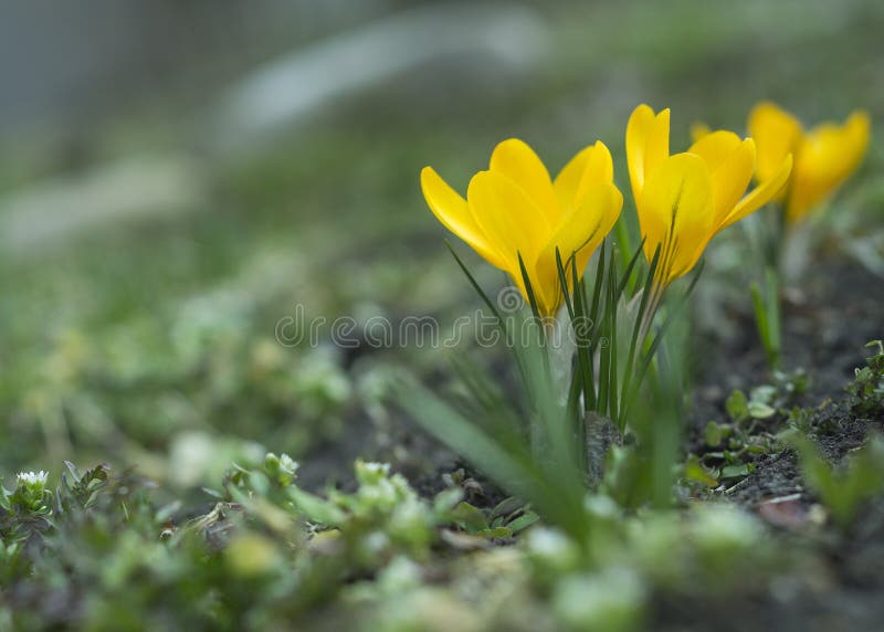 Yellow crocuses. Close-up stock image. Image of october - 272781621