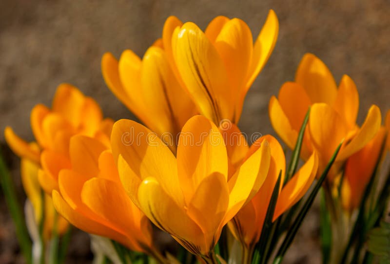 Yellow Crocuses in the Early Spring. Blooming Crocuses in a Green ...