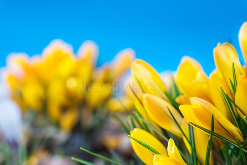 Yellow crocuses stock photo. Image of meadow, blooming - 52021910