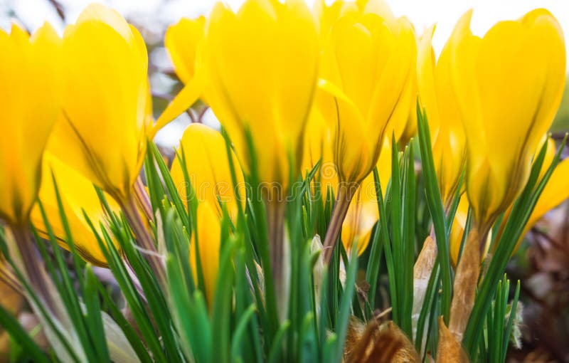 Yellow crocuses stock image. Image of blur, spring, flowers - 51290181