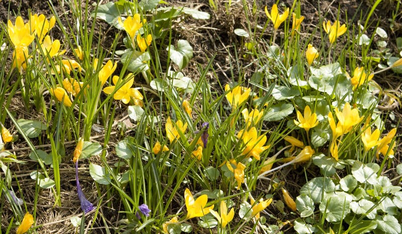 Yellow crocuses stock photo. Image of blossom, small - 42074204