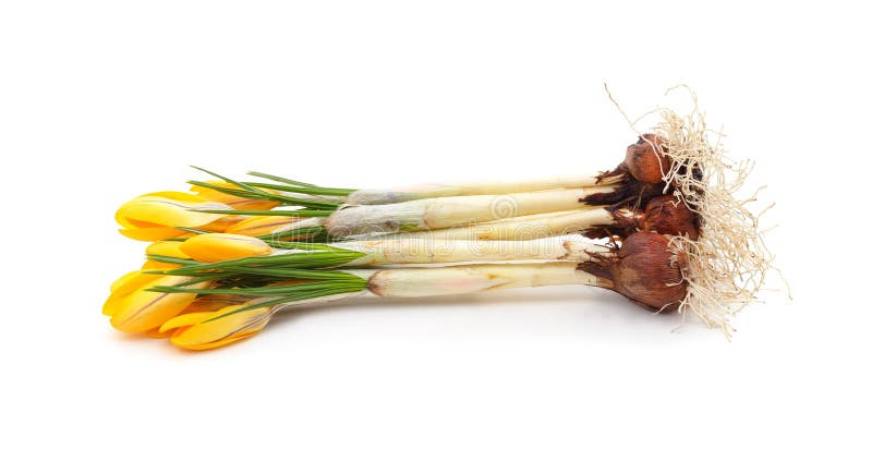 Yellow crocuses with root stock photo. Image of nature - 277637104