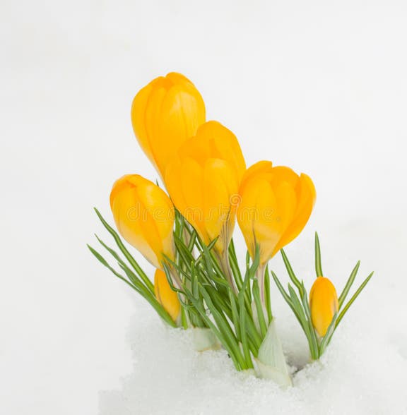Yellow crocuses in snow stock photo. Image of season - 29618934