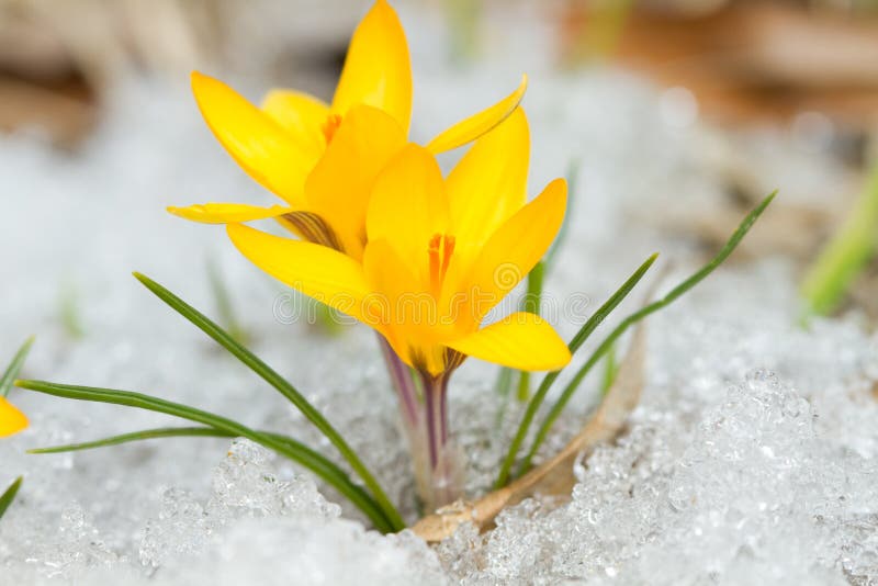 Yellow crocuses stock photo. Image of season, botanic - 30538746