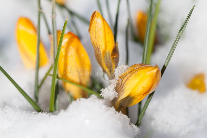 Yellow Crocuses in the Snow Stock Image - Image of bright, sunlight ...
