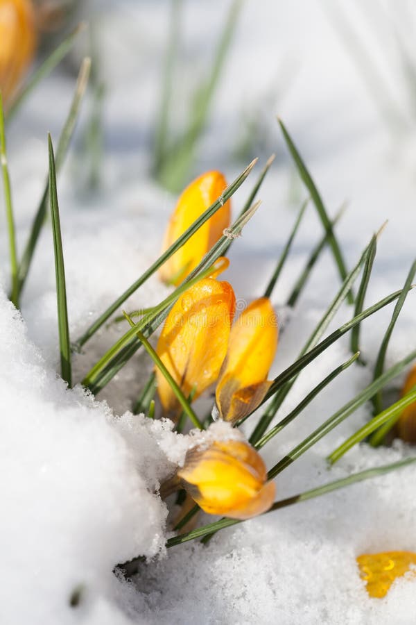Yellow Crocuses in the Snow Stock Photo - Image of yellow, seasonal ...