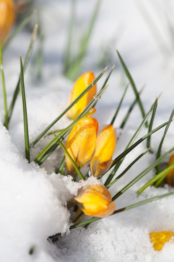 Yellow Crocuses in the Snow Stock Photo - Image of yellow, seasonal ...
