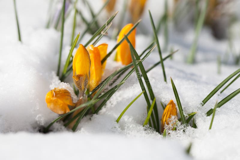 Yellow Crocuses in the Snow Stock Image - Image of sprout, growth: 67322439