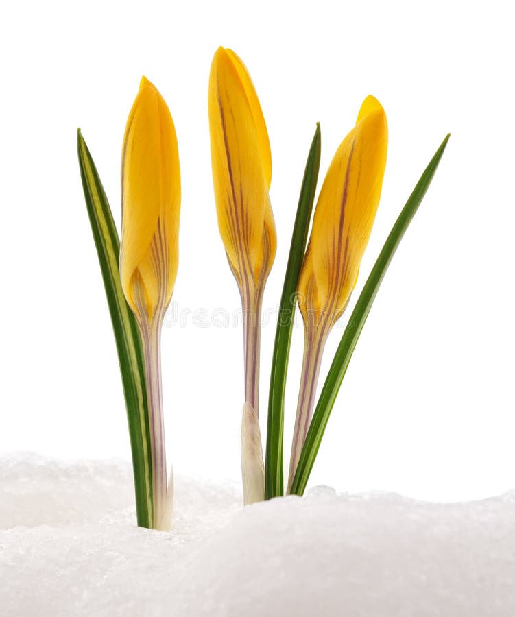 Yellow crocuses on snow stock photo. Image of beautiful - 166885450