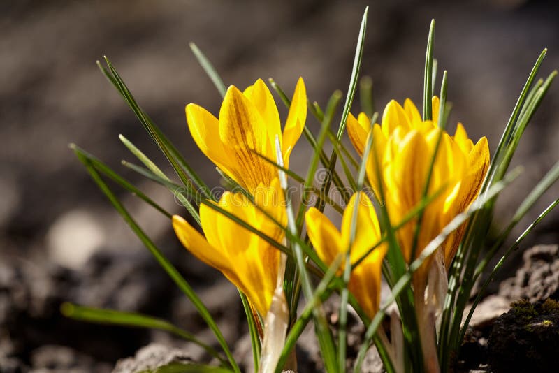 Yellow Crocuses in Spring Sunlight Bloomed in Spring Stock Photo ...