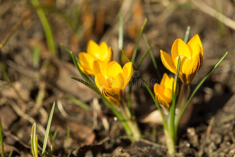 Yellow Crocuses in the Spring Sunshine, Shallow Depth of Field Stock ...