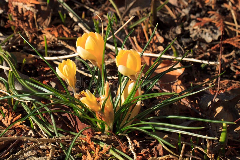 Yellow crocuses stock photo. Image of horizontal, spring - 30140098
