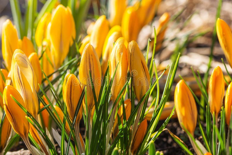 Yellow Crokus Vernus in Spring Stock Image - Image of flora, crokus ...