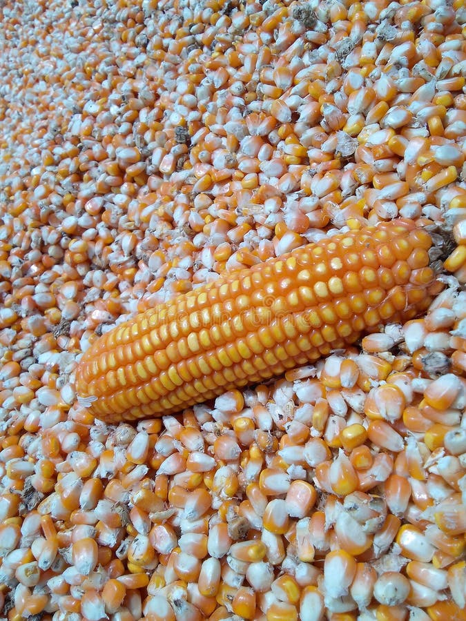 Yellow cron kernels stock photo. Image of fram, yeloow - 306363598