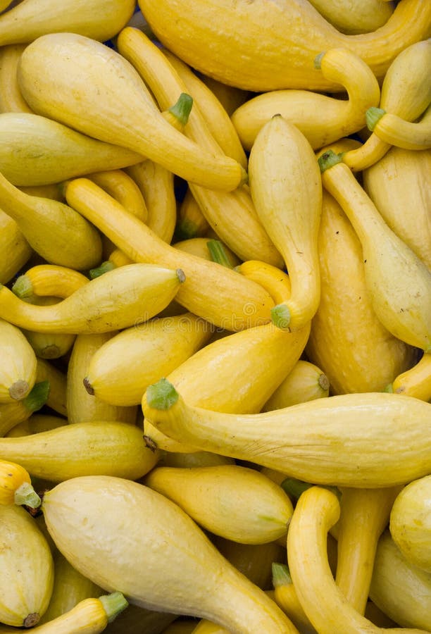 Yellow or Crook Neck Squash on Display Stock Photo - Image of vegetable ...