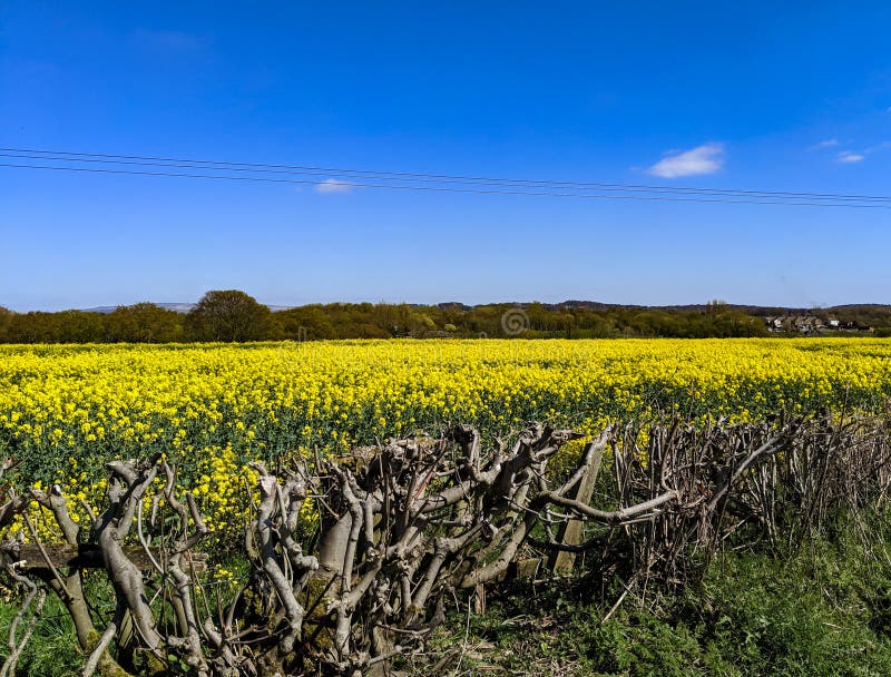 Yellow crops stock photo. Image of summer, farm, blue - 149386590