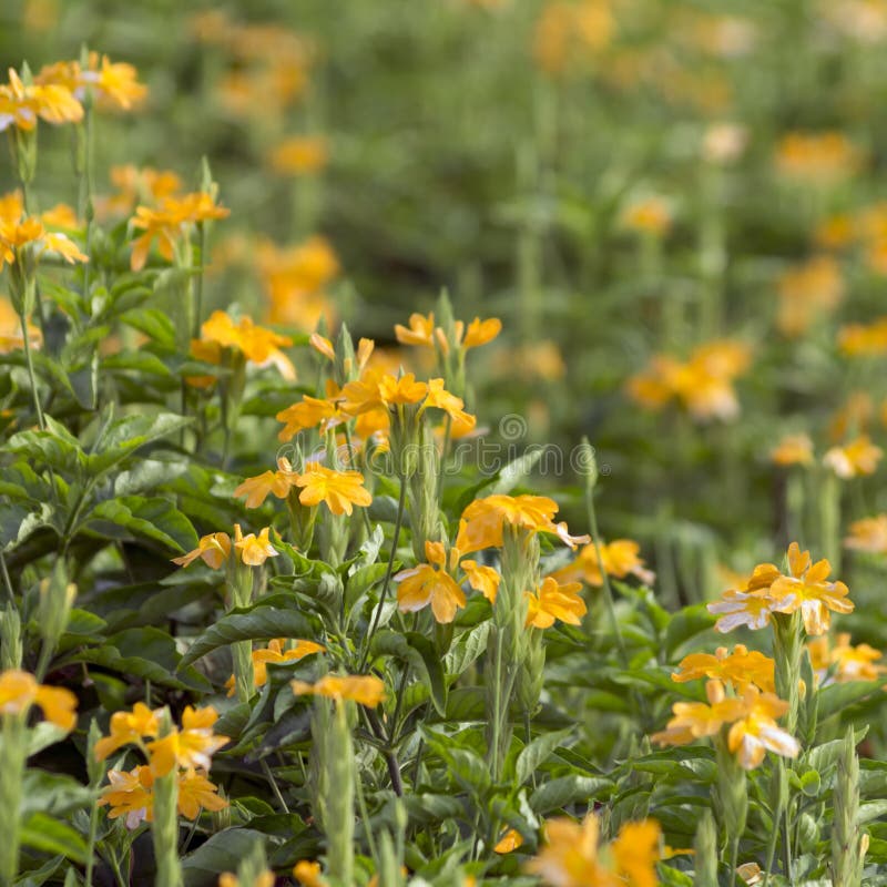 Yellow Crossandra stock photo. Image of home, pinkish - 135793036