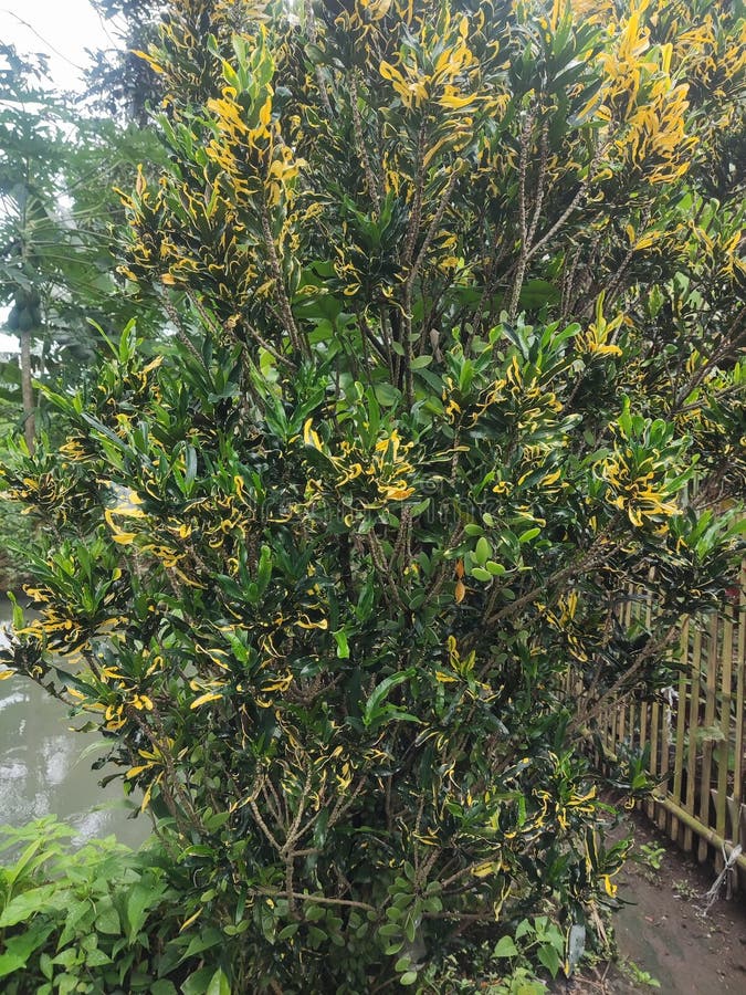 Yellow Croton Ornamental Tree Stock Photo - Image of yellow, trees ...