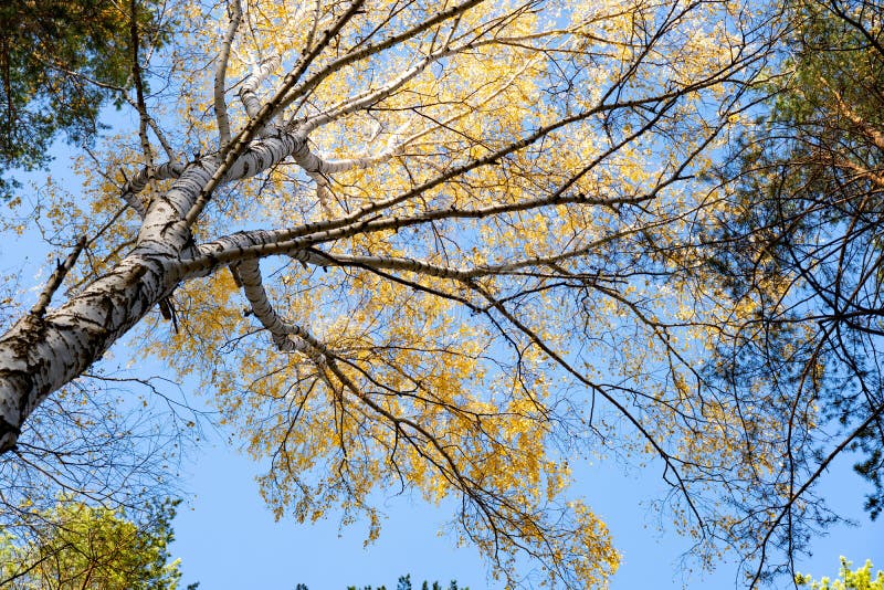 Yellow Crown of Birch in the Fall Against the Blue Sky. Birch Trunk ...