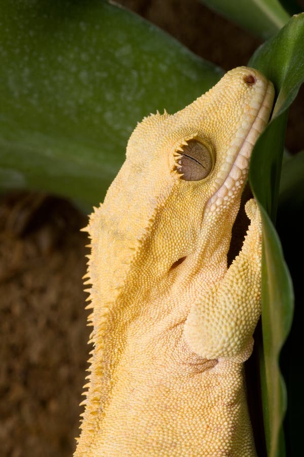 Crown Gecko Stock Photos - Free & Royalty-Free Stock Photos from Dreamstime