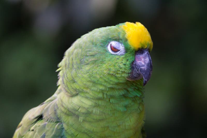 Yellow-crowned amazon stock photo. Image of jungle, portrait - 58362074