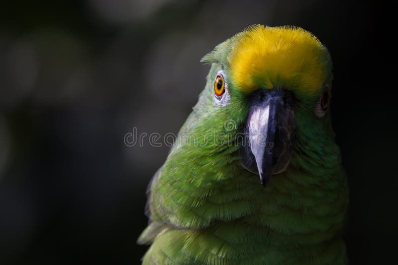Yellow-crowned amazon stock photo. Image of green, feather - 58409516