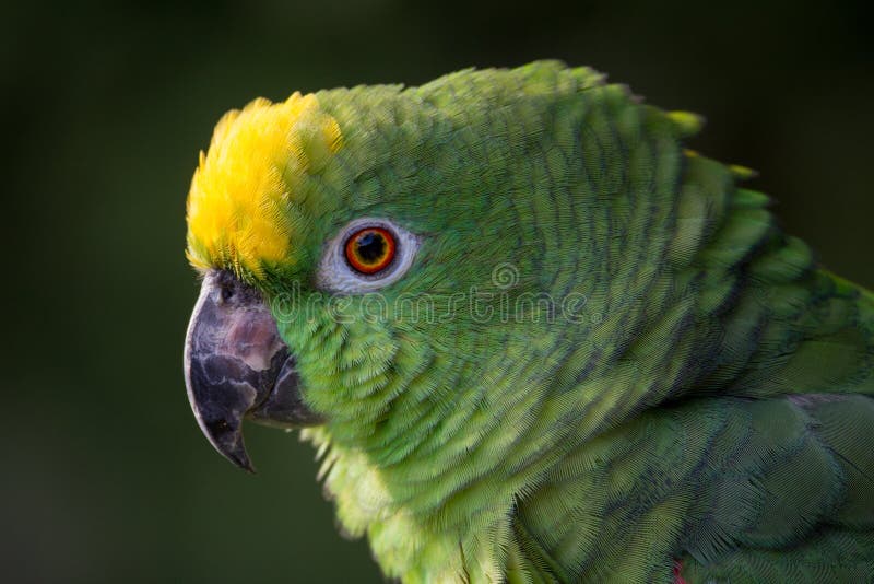 Yellow-crowned amazon stock photo. Image of beak, beautiful - 58409638