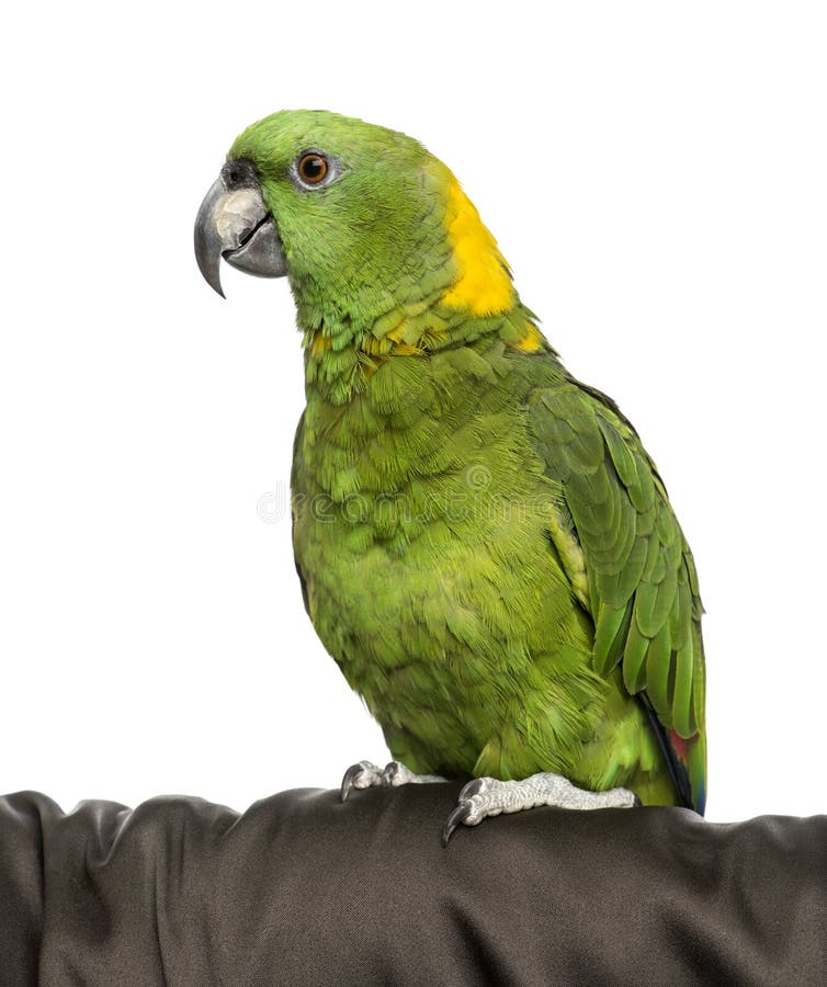 Yellow-crowned Amazon stock photo. Image of people, amazona - 72544432