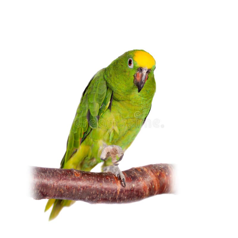 Yellow-crowned Amazon Isolated On White Stock Image - Image of exotic ...