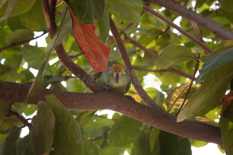 Yellow Crowned Amazon Male Green Parrot on a Tree Branch Looking Stock ...