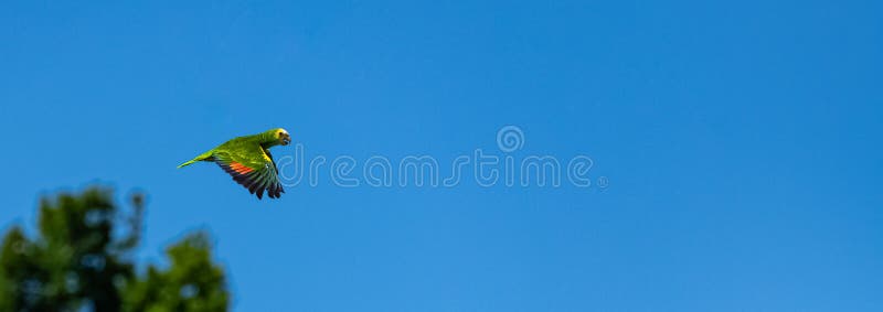 Yellow-crowned Amazon, a Parrot Stock Photo - Image of exotic, green ...