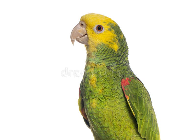 Yellow Crowned Green Amazon Parrot Flying from Tree in Trinidad and ...