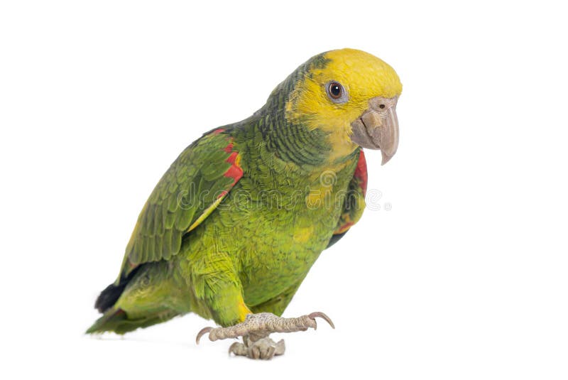 Yellow Crowned Green Amazon Parrot Flying from Tree in Trinidad and ...