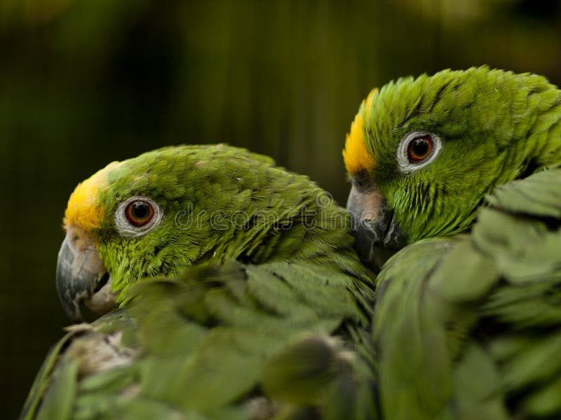 Yellow-crowned Amazon Parrots Stock Image - Image of amazona, amazon ...