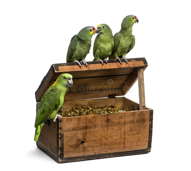 Yellow Crowned Amazon Red Lored Isolated White Stock Photos - Free ...