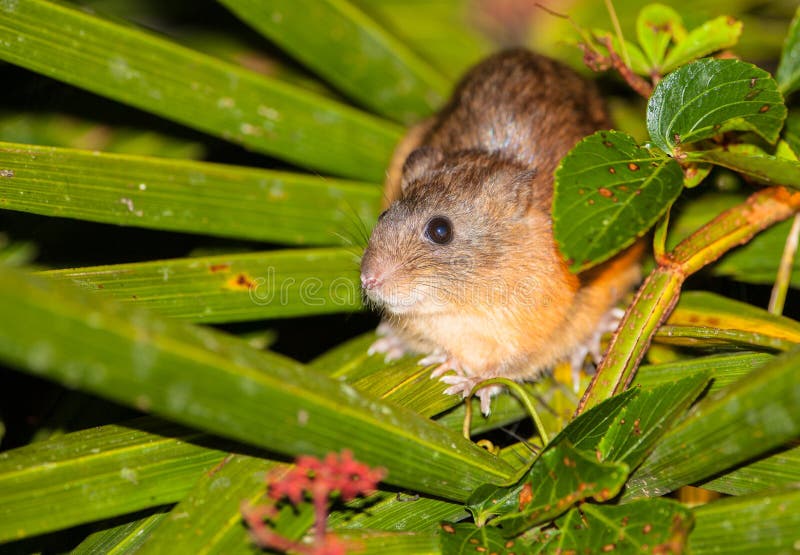 Isothrix Bistriata Stock Photos - Free & Royalty-Free Stock Photos from ...