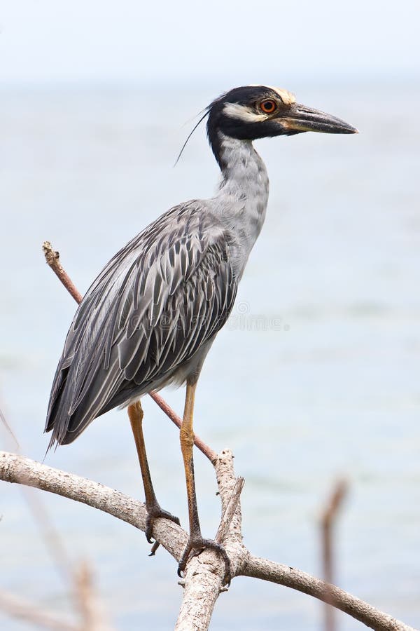 Yellow-crowned Night Heron Bird on a Branch Stock Image - Image of ...