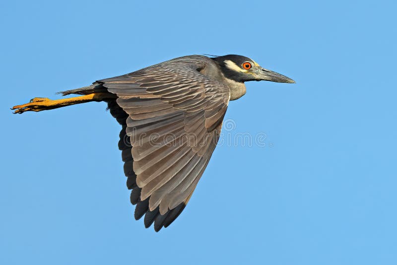 Yellow-crowned Night Heron in Flight Stock Image - Image of wildlife ...