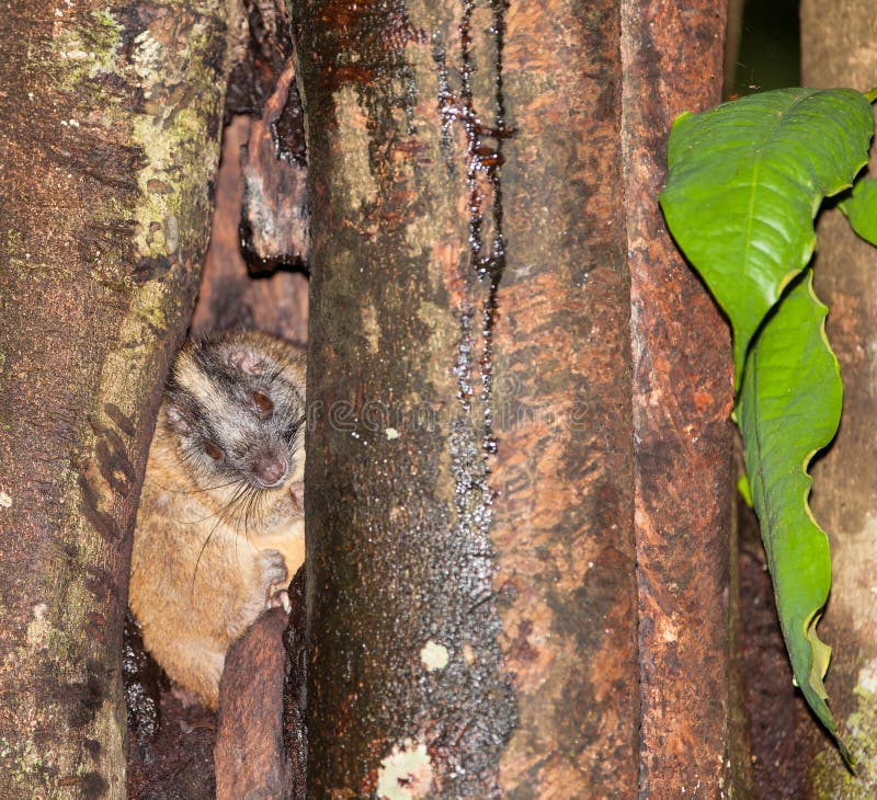 Yellow-crowned rat in tree stock image. Image of occult - 26962961