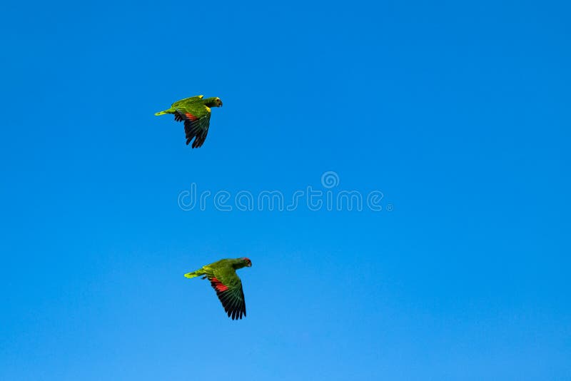 Yellow-crowned and Red-crowned Amazons Stock Image - Image of feather ...