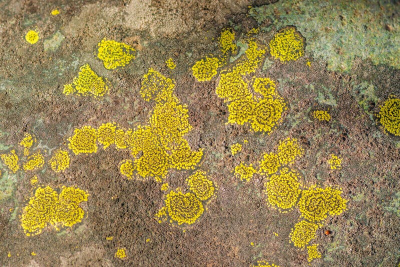 Yellow Crustose Lichen stock photo. Image of colored - 148070730