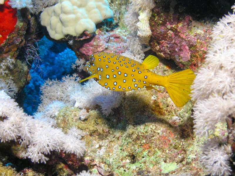 Yellow Cube Box fish stock photo. Image of blue, reptile - 6480604