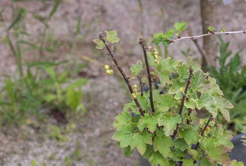 Yellow Currant Plant with Fruits in Pot Ribes Rubrum Stock Photo ...